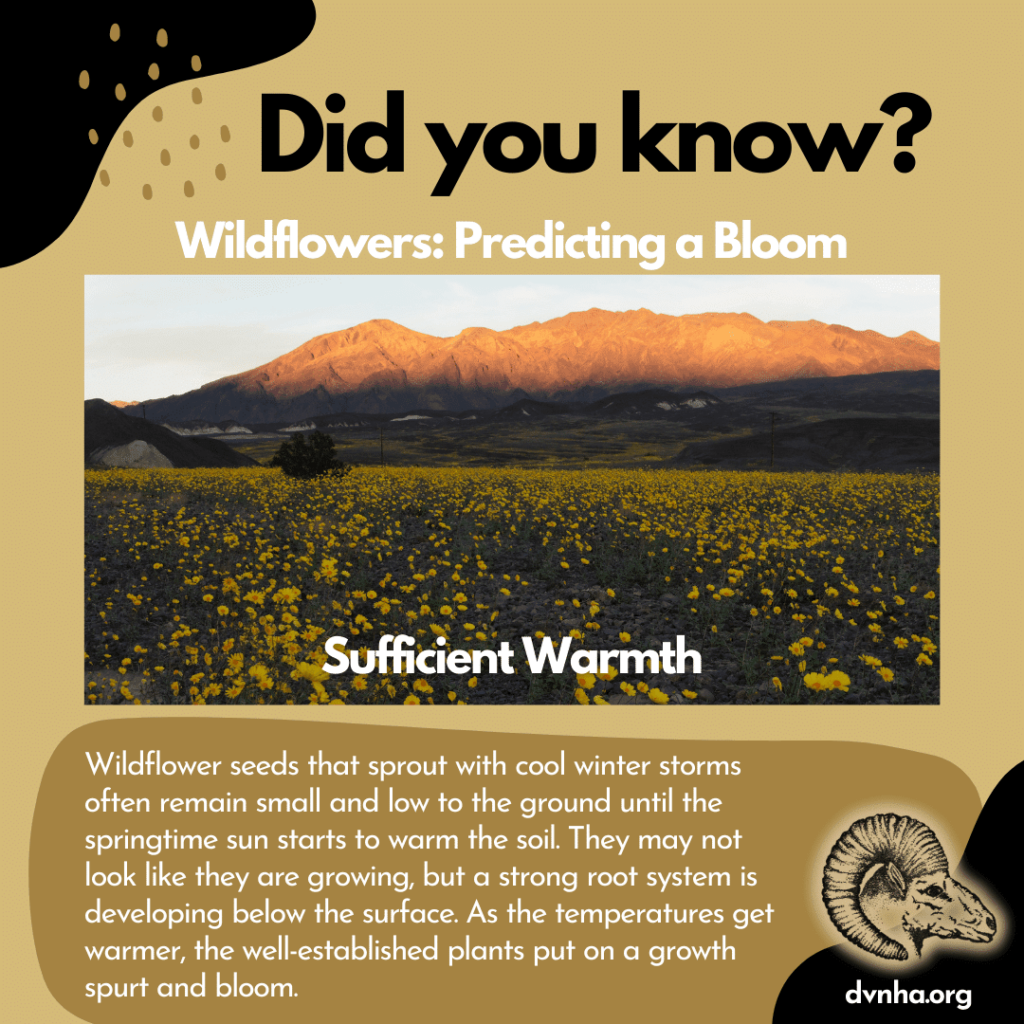 Did you know? Spring Blooms Eastern Sierra Now | Local News