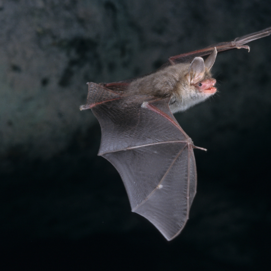Inyo County Bat Tests Positive for Rabies Eastern Sierra Now | Local News