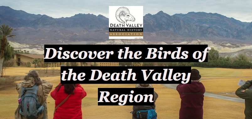 Discover the Birds of the Death Valley Region! Eastern Sierra Now ...