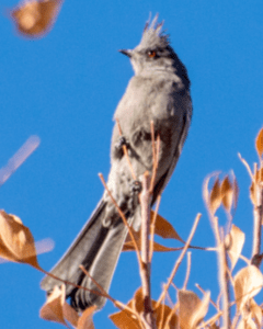 Discover the Birds of the Death Valley Region! Eastern Sierra Now ...