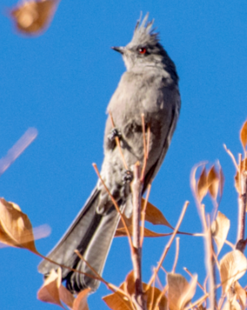 Discover the Birds of the Death Valley Region! Eastern Sierra Now ...