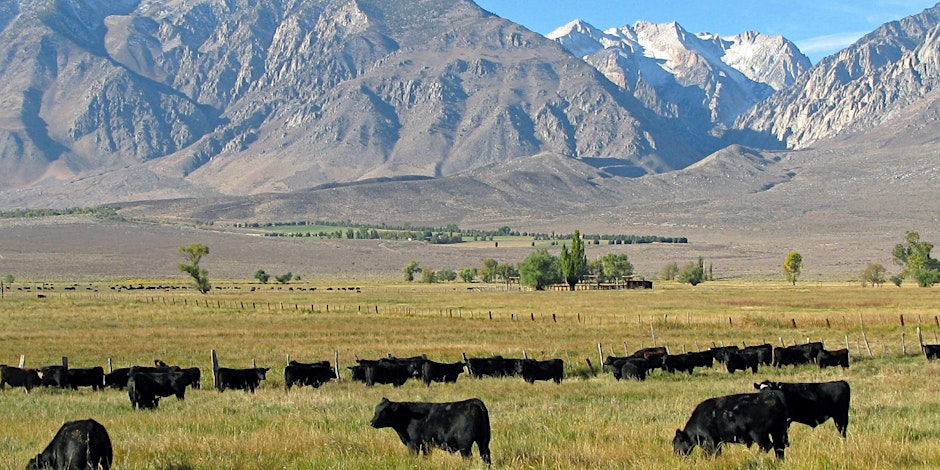 Spotlight On: Round Valley Round-Up Eastern Sierra Now | Local News