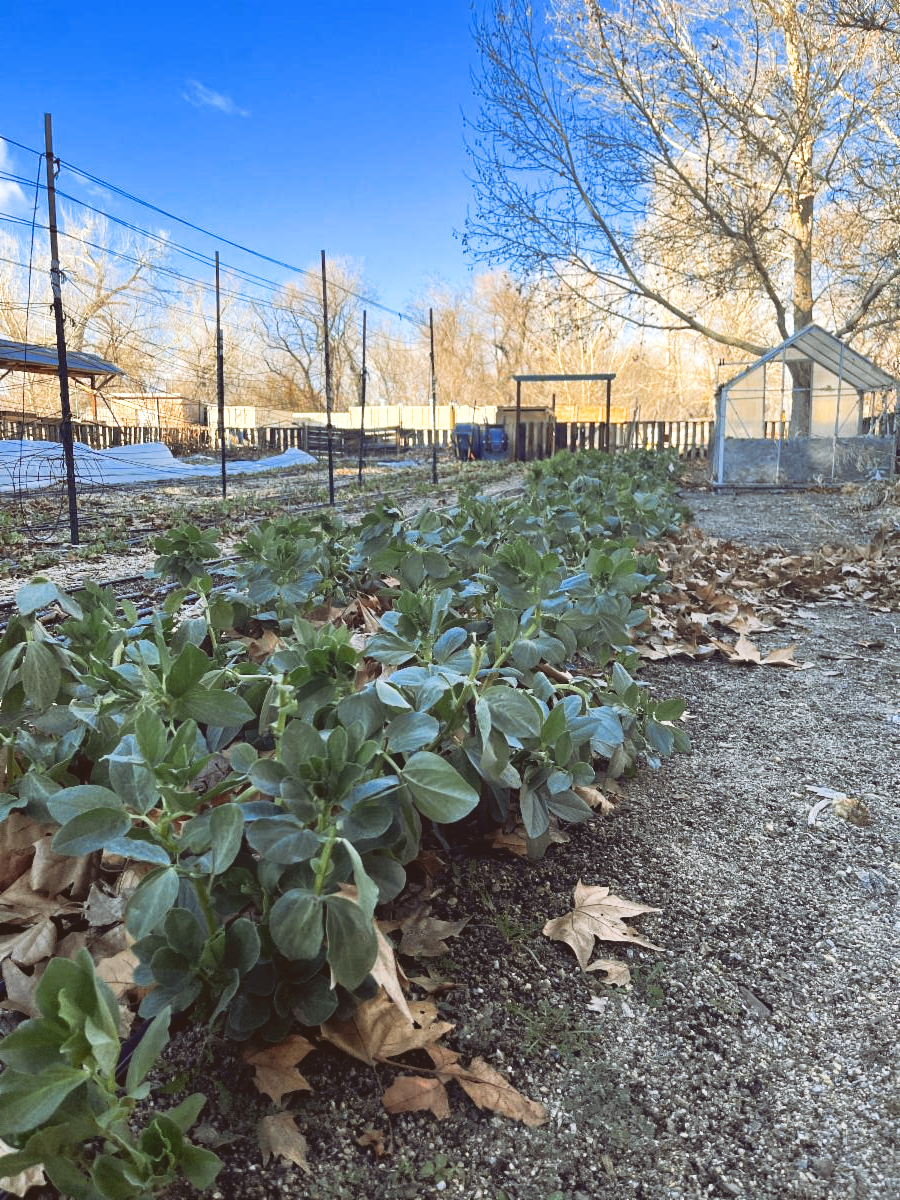 Growing food on the land you love Eastern Sierra Now | Local News